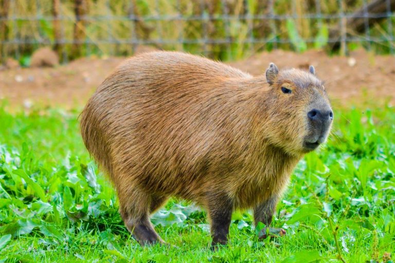 ÂEl habitante mÃs viral llega a Hermosillo! Debuta nuevo Capibara en el ...